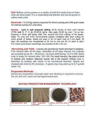 BATHUA (CHENOPODIUM ALBUM L) PRODUCTION AND PROCESSING FOR PARAMPARIC ...