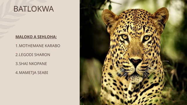 BATLOKWA_2[11].pptx AFT 121 PRESENTATION | PPTX | Africa Travel ...