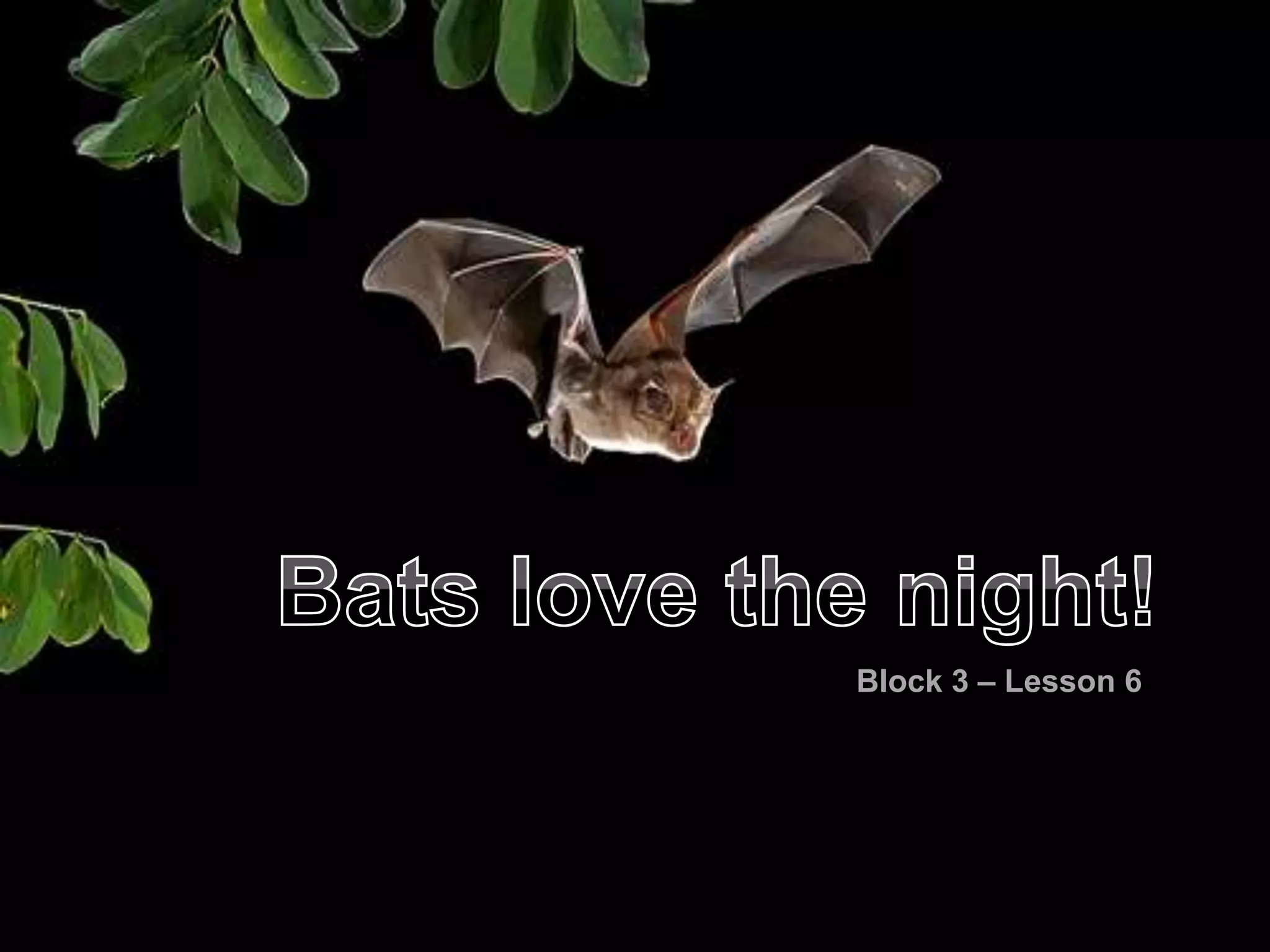 Bat loves the night | PPT