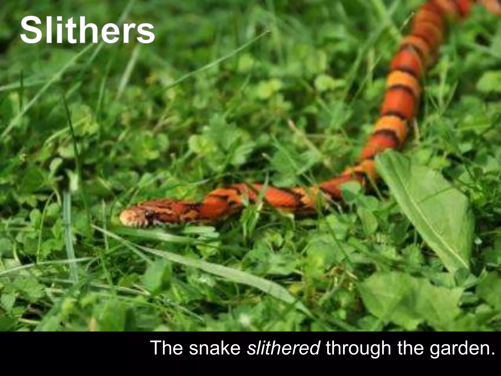 Bat loves the night | PPT