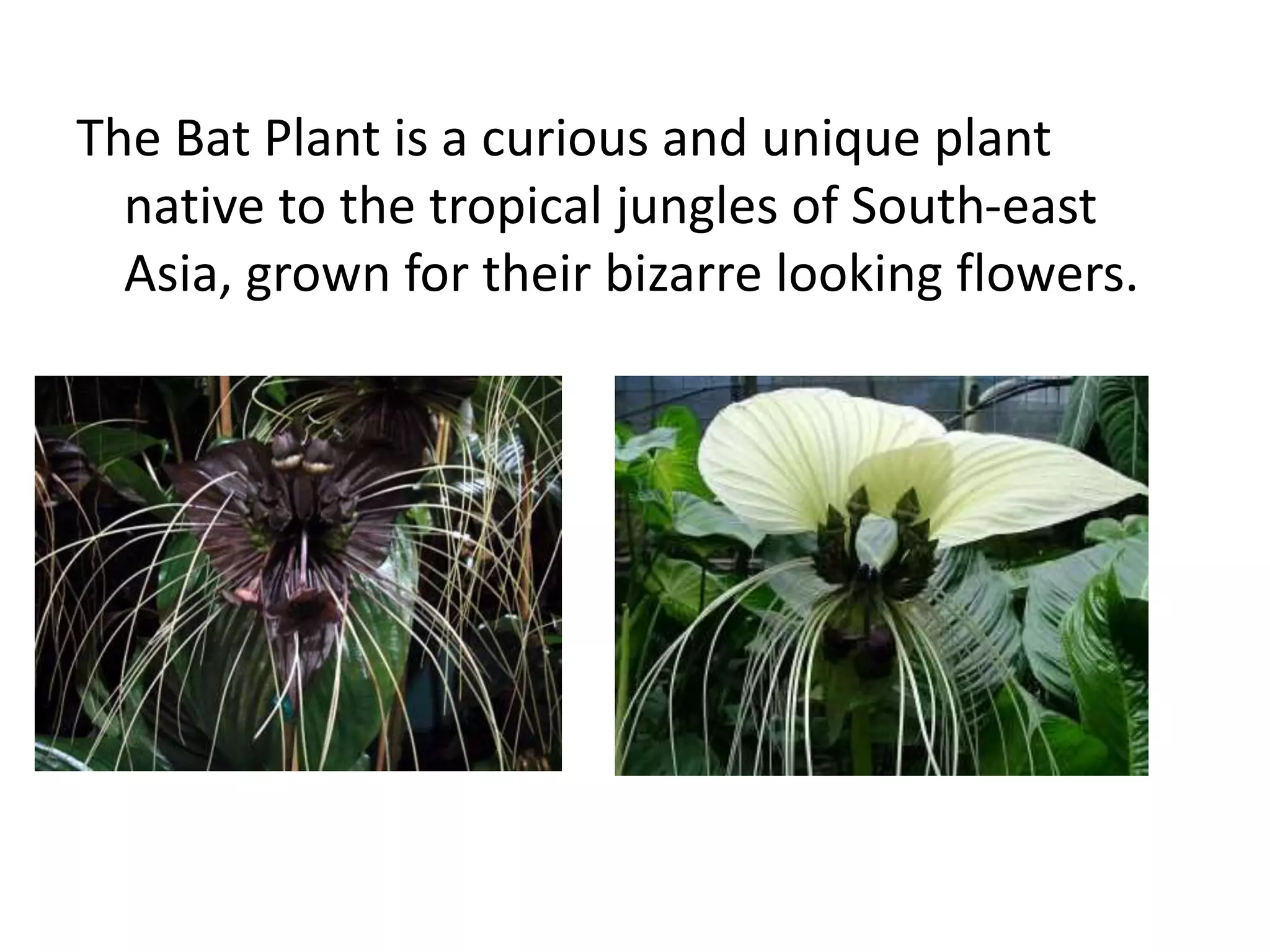 Bat plant | PPTX