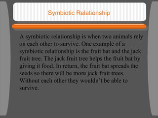 Bat & Plant Interdependence | PPT