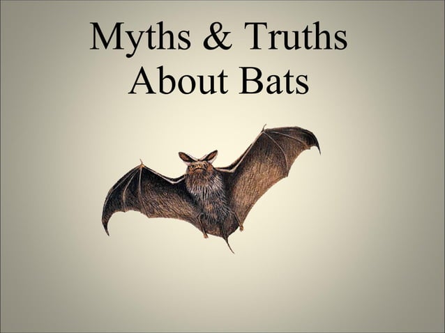 Bat Presentation | PPT