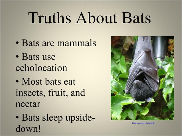 Bat Presentation | PPT