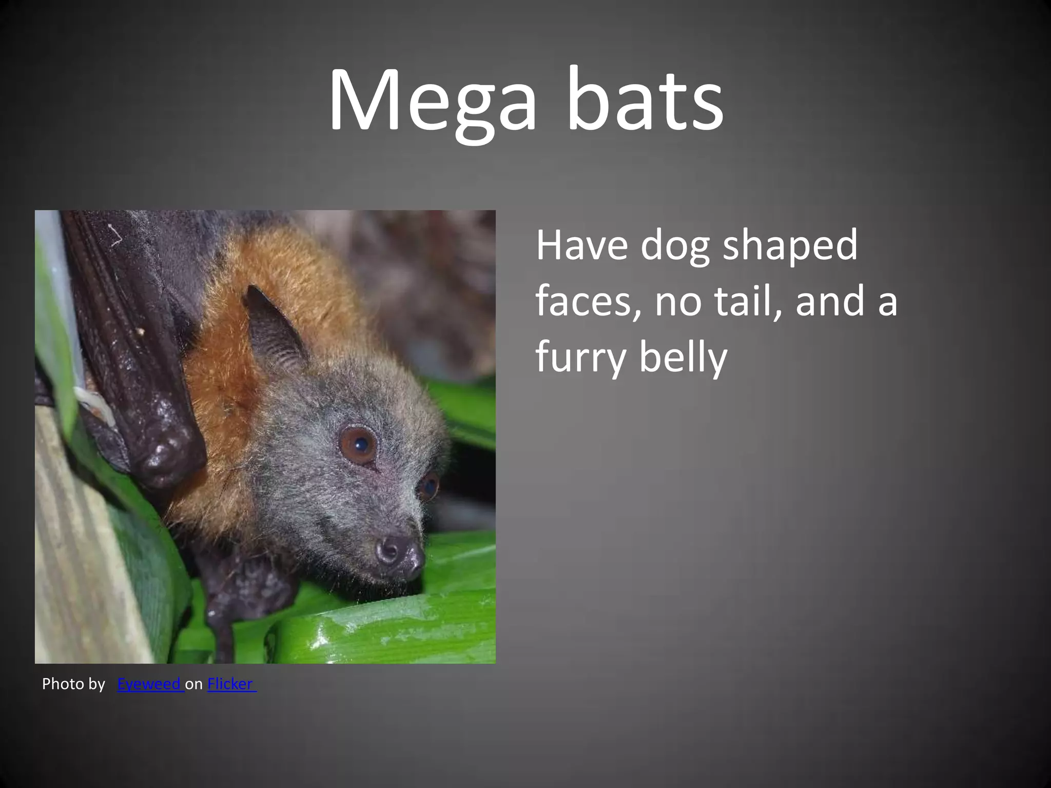 Bat presentation | PPTX