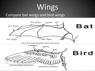 Bat presentation | PPTX