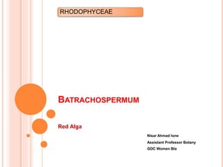 Batrachospermum.pptx