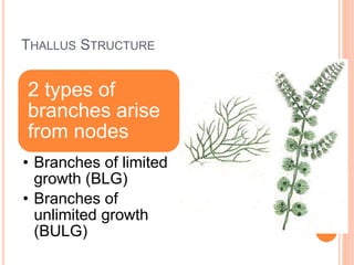 Batrachospermum.pptx