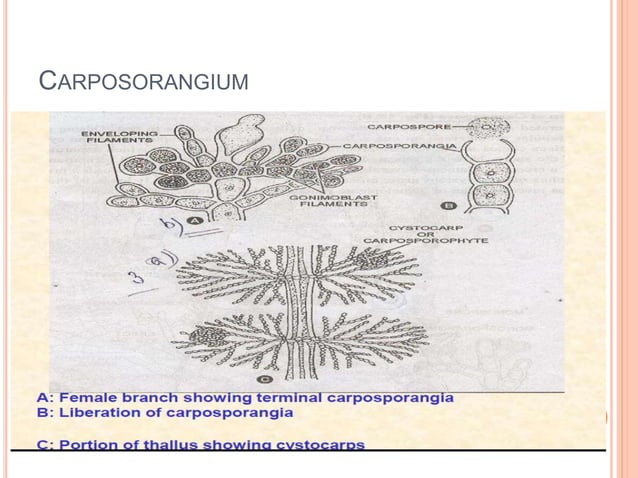Batrachospermum.pptx