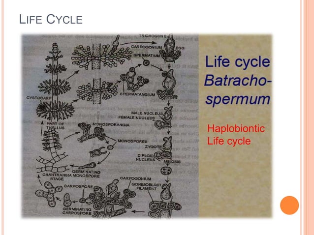 Batrachospermum.pptx