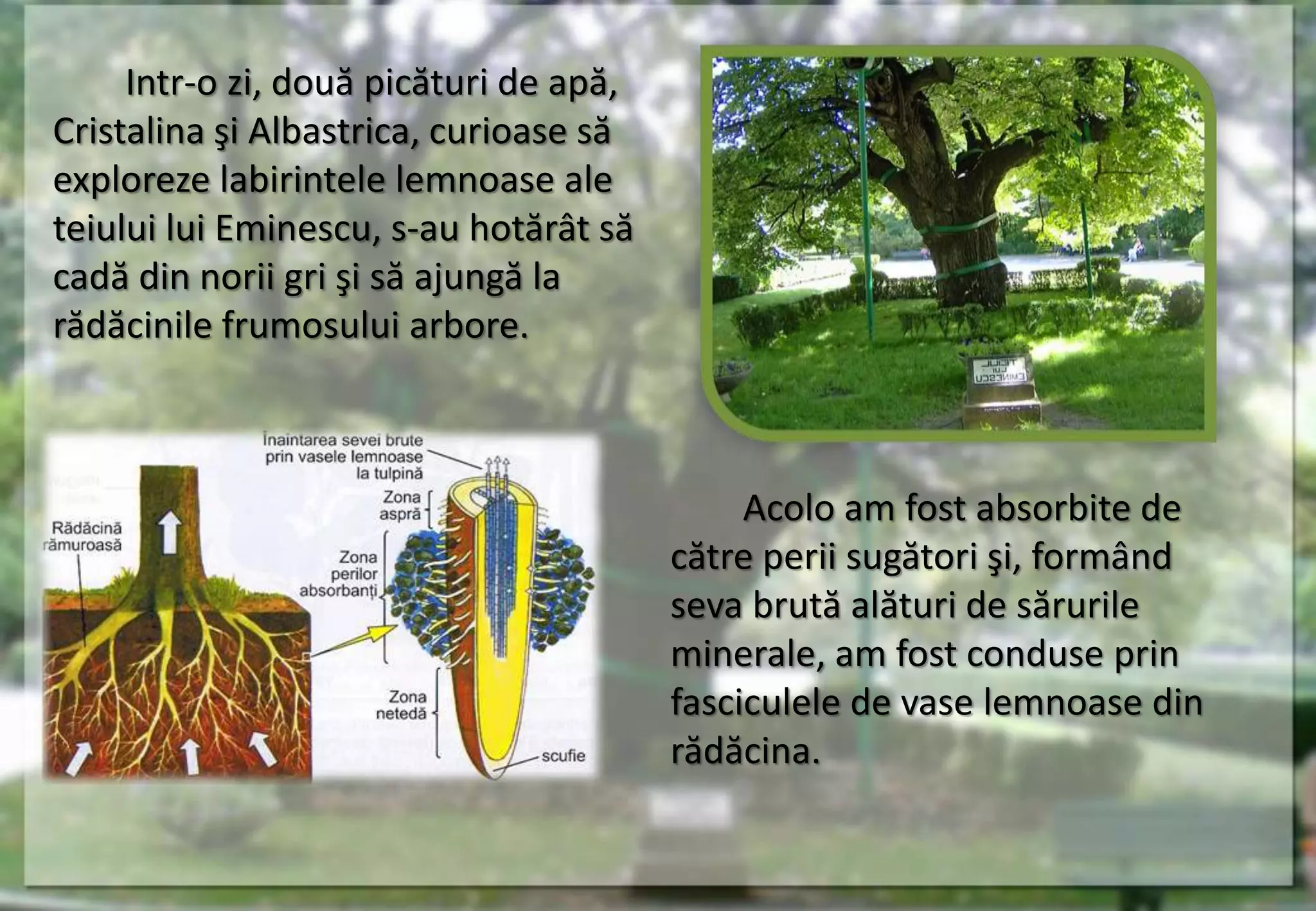 Batranul tei eminescian (1) | PPT