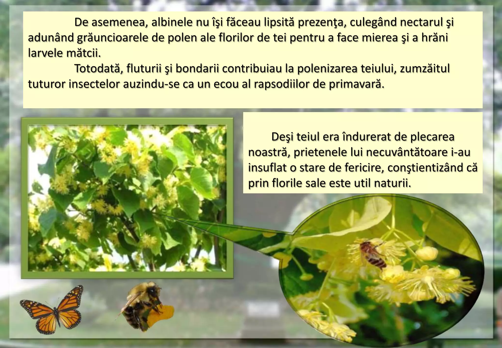 Batranul tei eminescian (1) | PPT