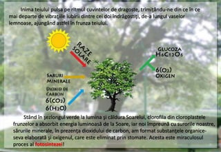 Batranul tei eminescian (1) | PPT
