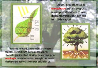 Batranul tei eminescian (1) | PPT