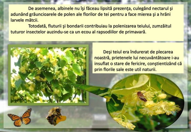 Batranul tei eminescian (1) | PPT