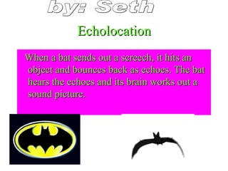 Bats | PPT