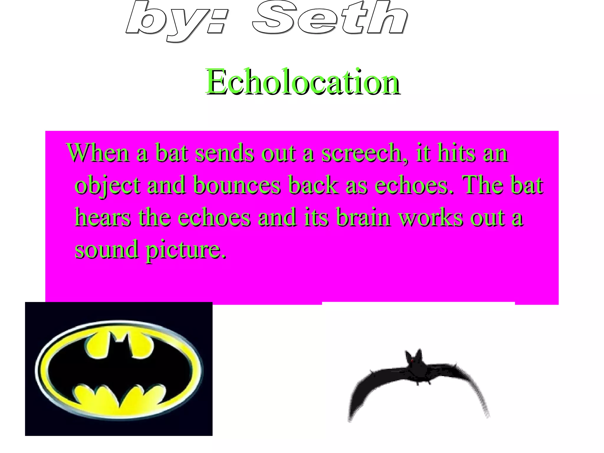 Bats | PPT