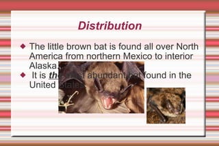Bats | ODP | Birdwatching | Hobbies & Interests