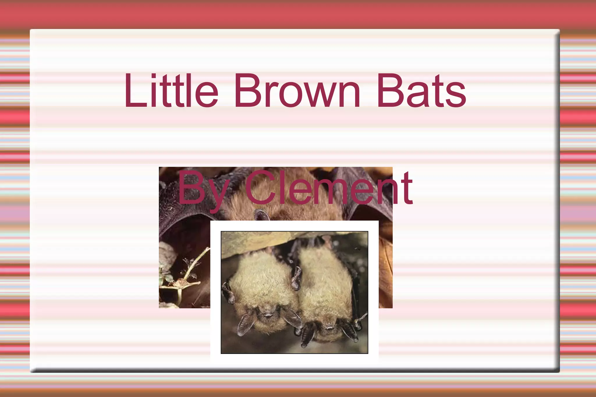 Bats | PPT | Free Download