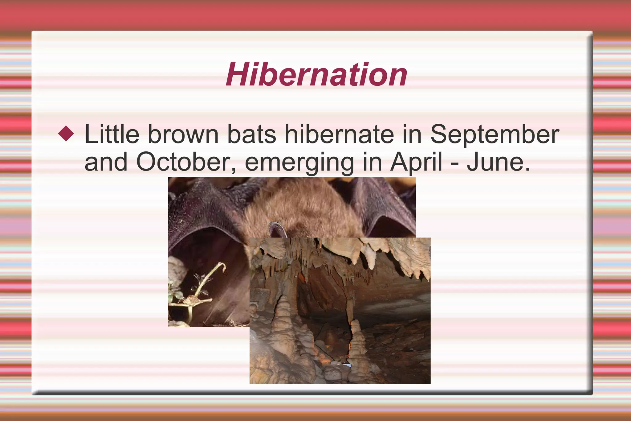 Bats | PPT