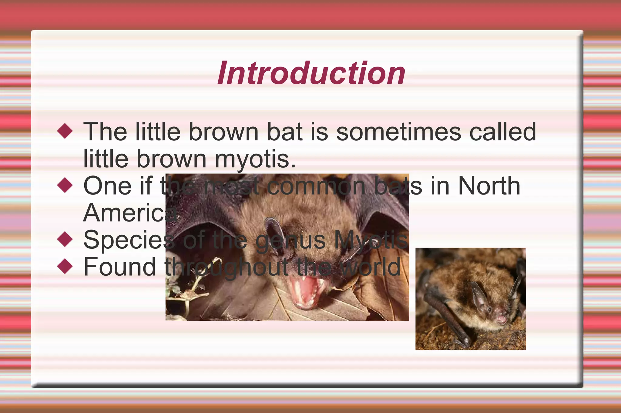 Bats | PPT