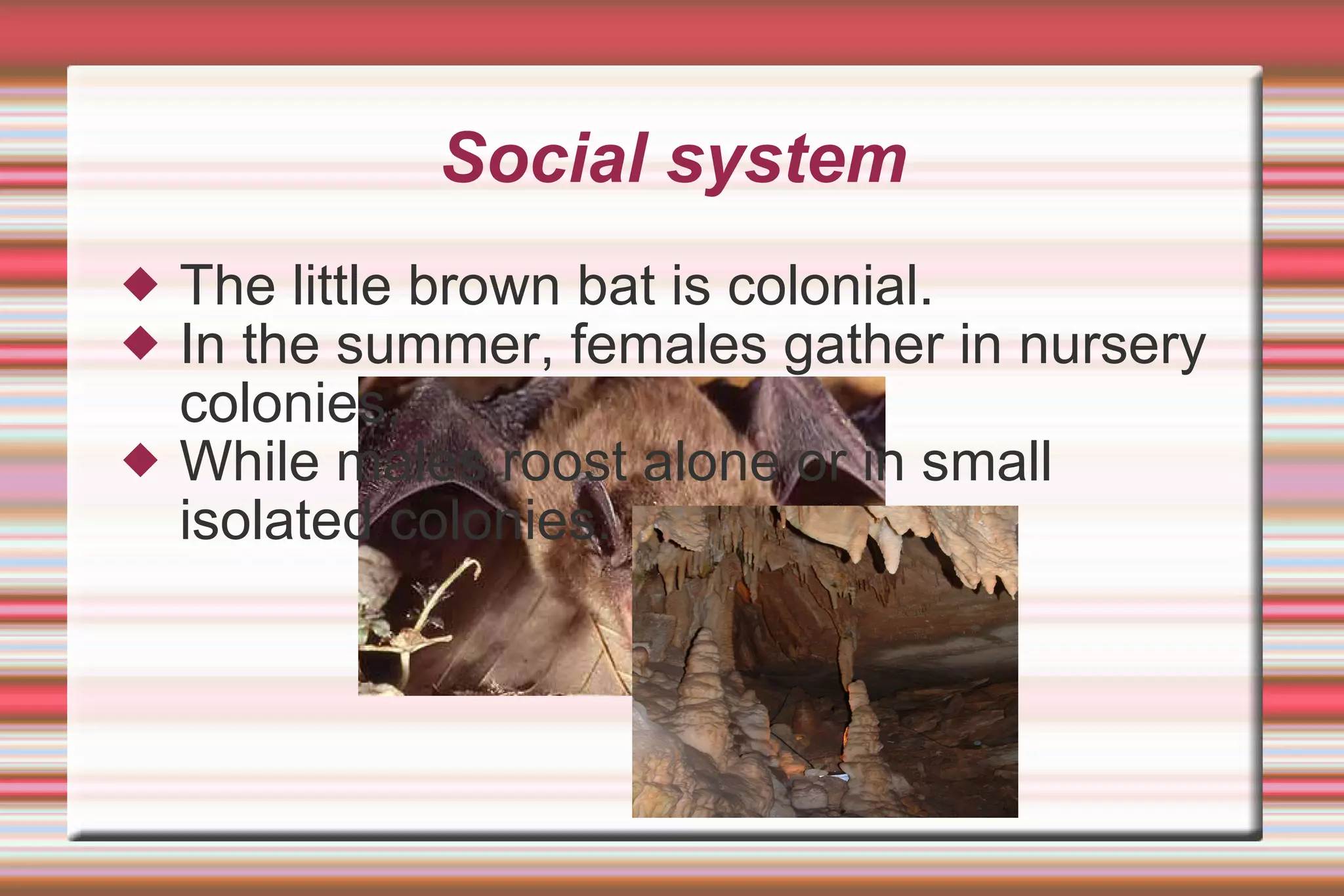 Bats | ODP