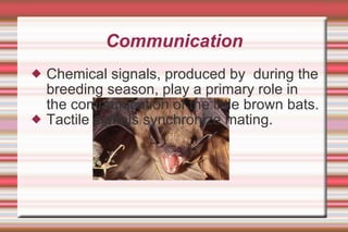 Bats | PPT