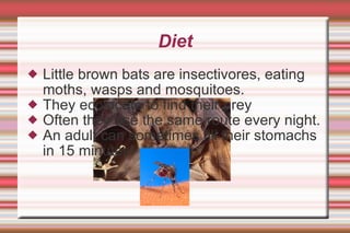 Bats | PPT