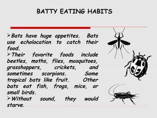 Bats | PPT