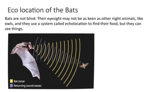 BATS in the wolrd and the basic ecology.pptx