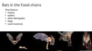 BATS in the wolrd and the basic ecology.pptx
