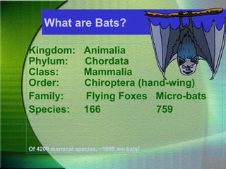 AST Bats: An Introduction | PPT