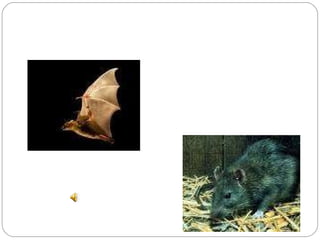 Bats irene 5e a | PPT