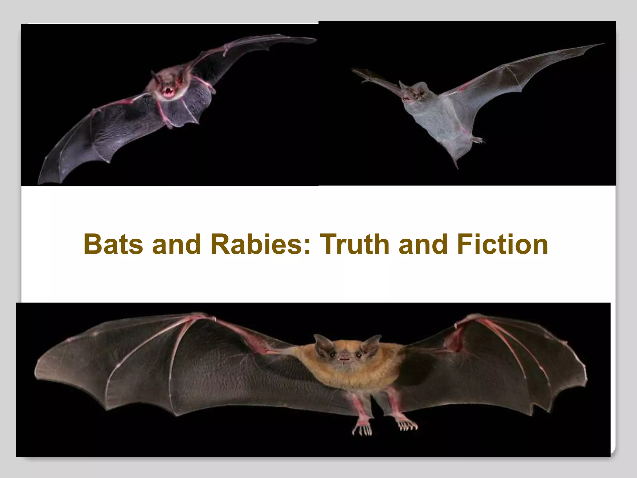 Bats and rabies | PPT