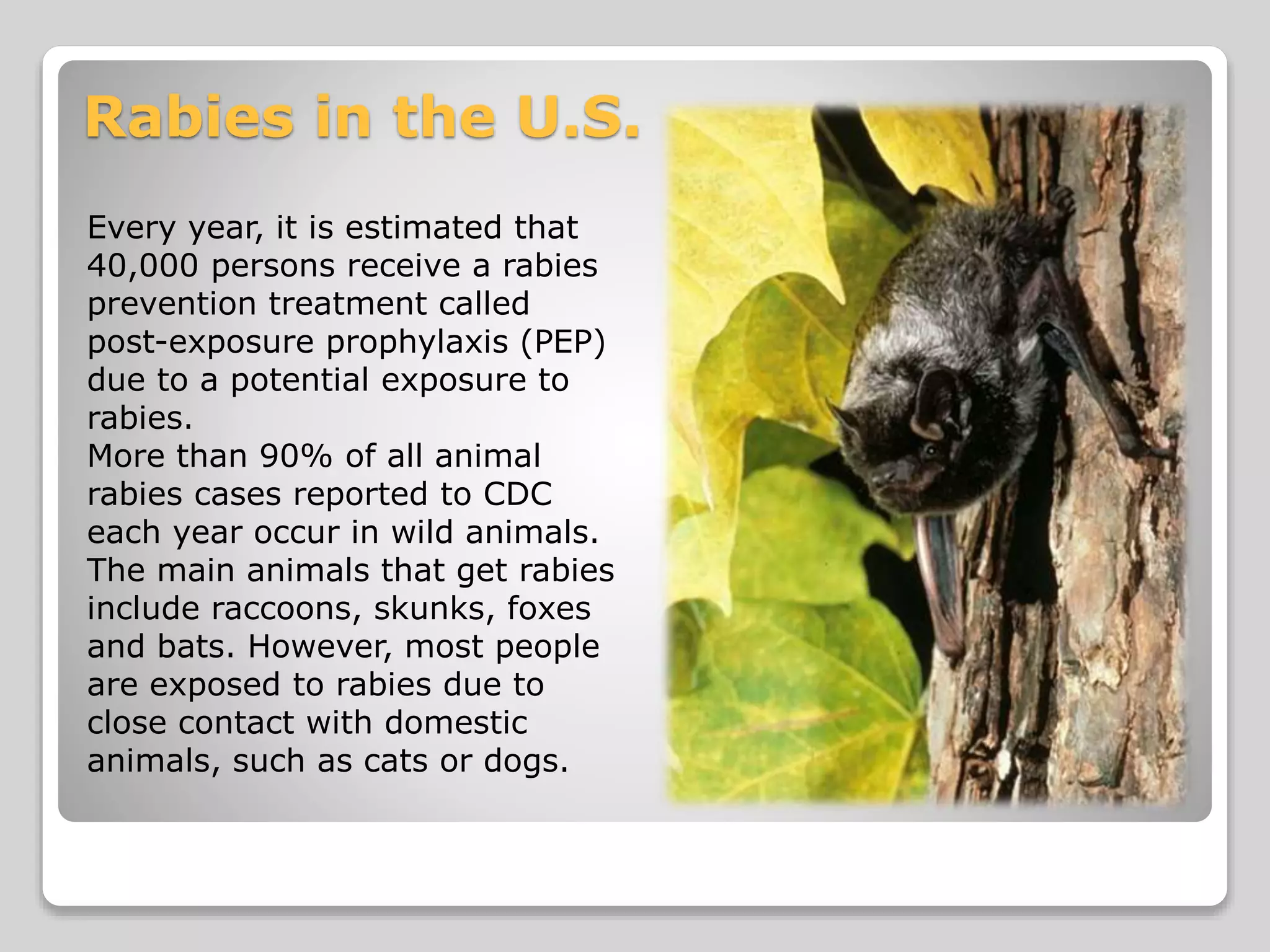 Bats and rabies | PPT