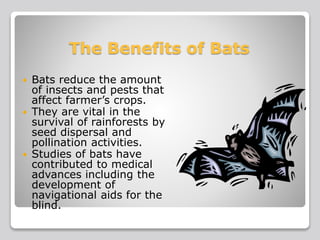 Bats and rabies | PPT