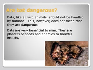 Bats and rabies | PPTX