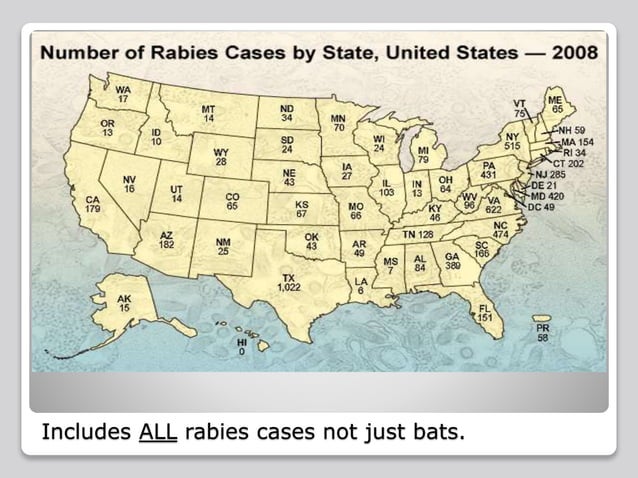 Bats and rabies | PPT
