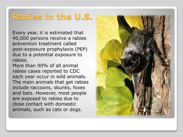 Bats and rabies | PPT