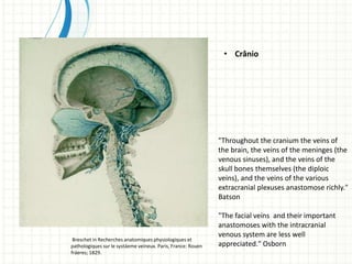 Plexo Venoso de Batson | PPTX