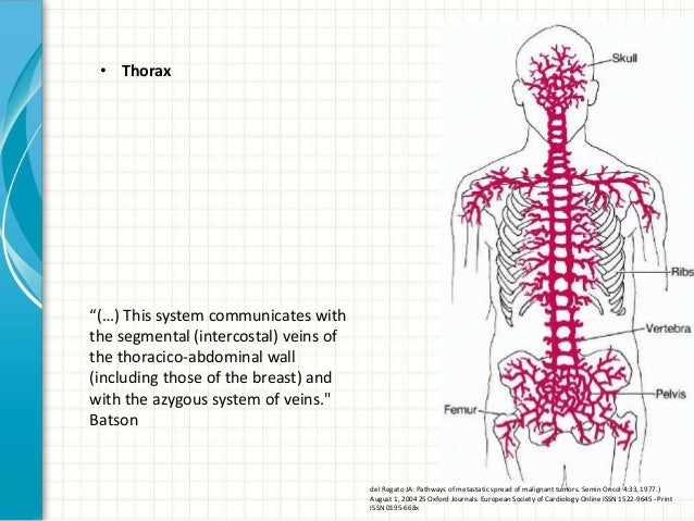 Plexo Venoso de Batson