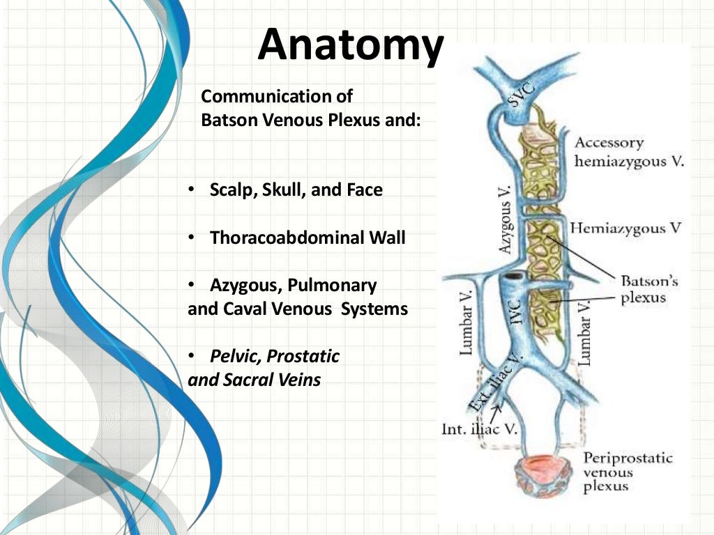 Plexo Venoso de Batson