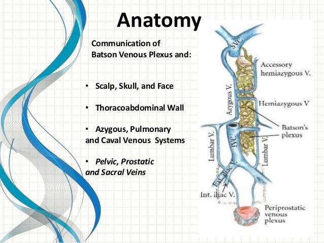 Plexo Venoso de Batson