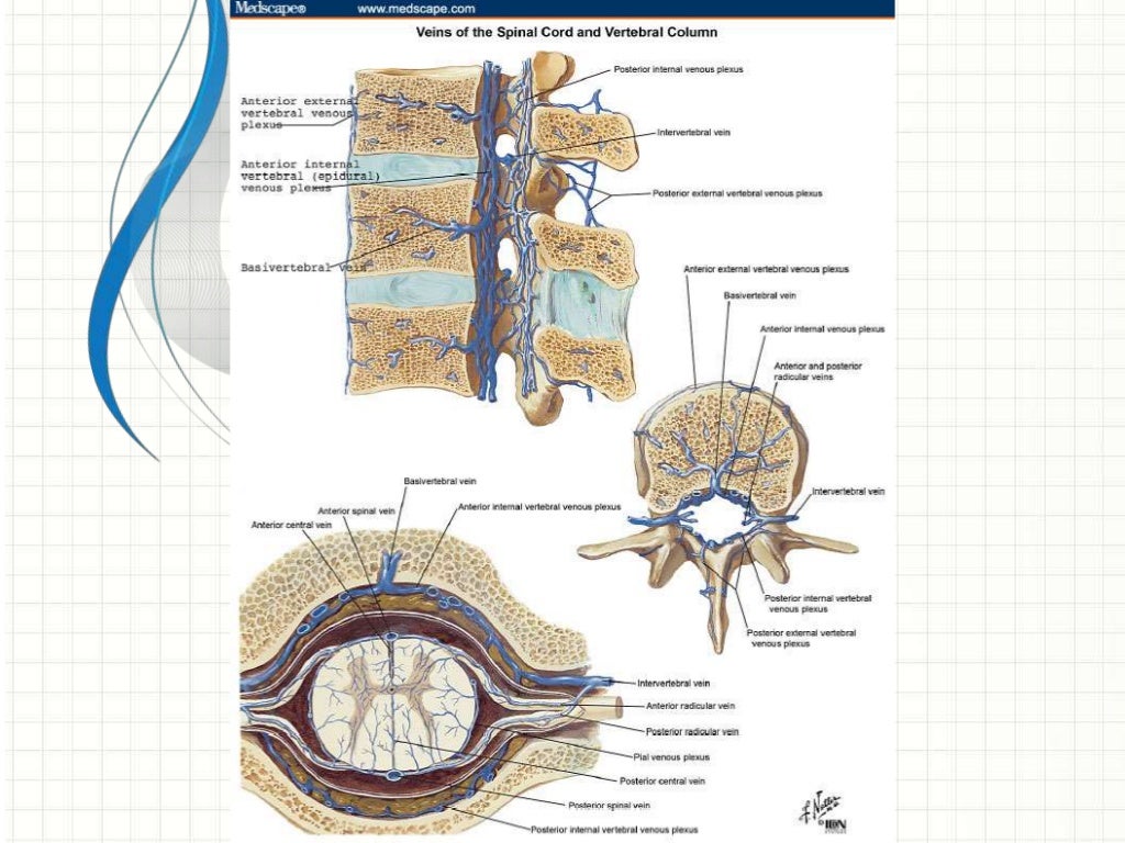 Plexo Venoso de Batson