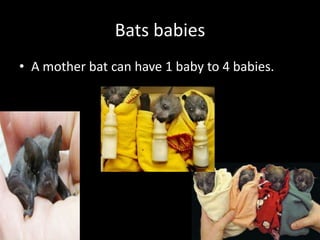 Bats | PPTX | Biological Sciences | Science