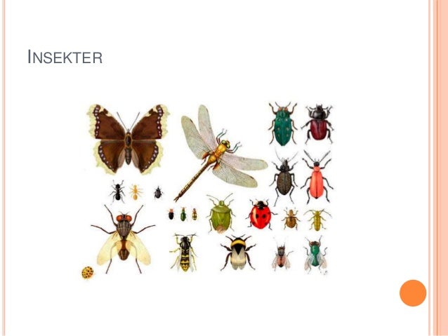 Insekter