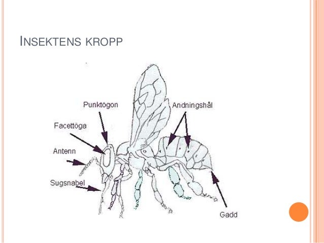 Insekter