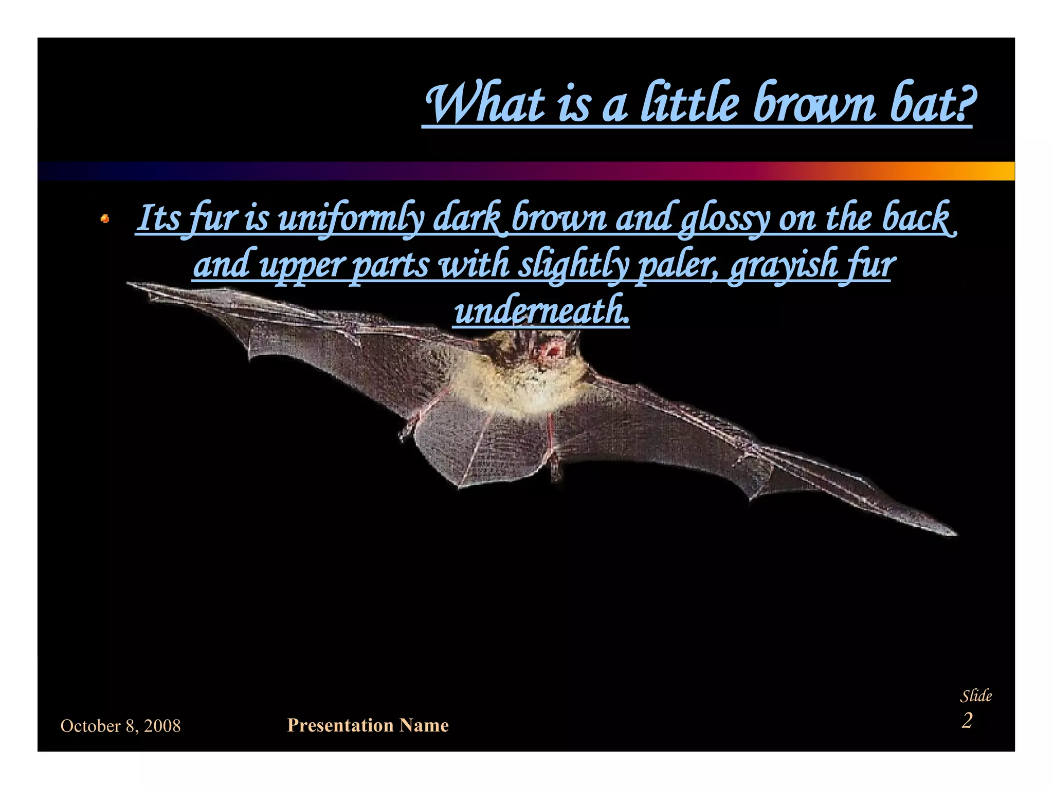 Little brown bats by Thea | ODP | Birdwatching | Hobbies & Interests