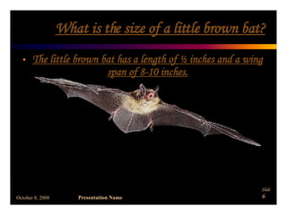 Little brown bats by Thea | ODP | Birdwatching | Hobbies & Interests