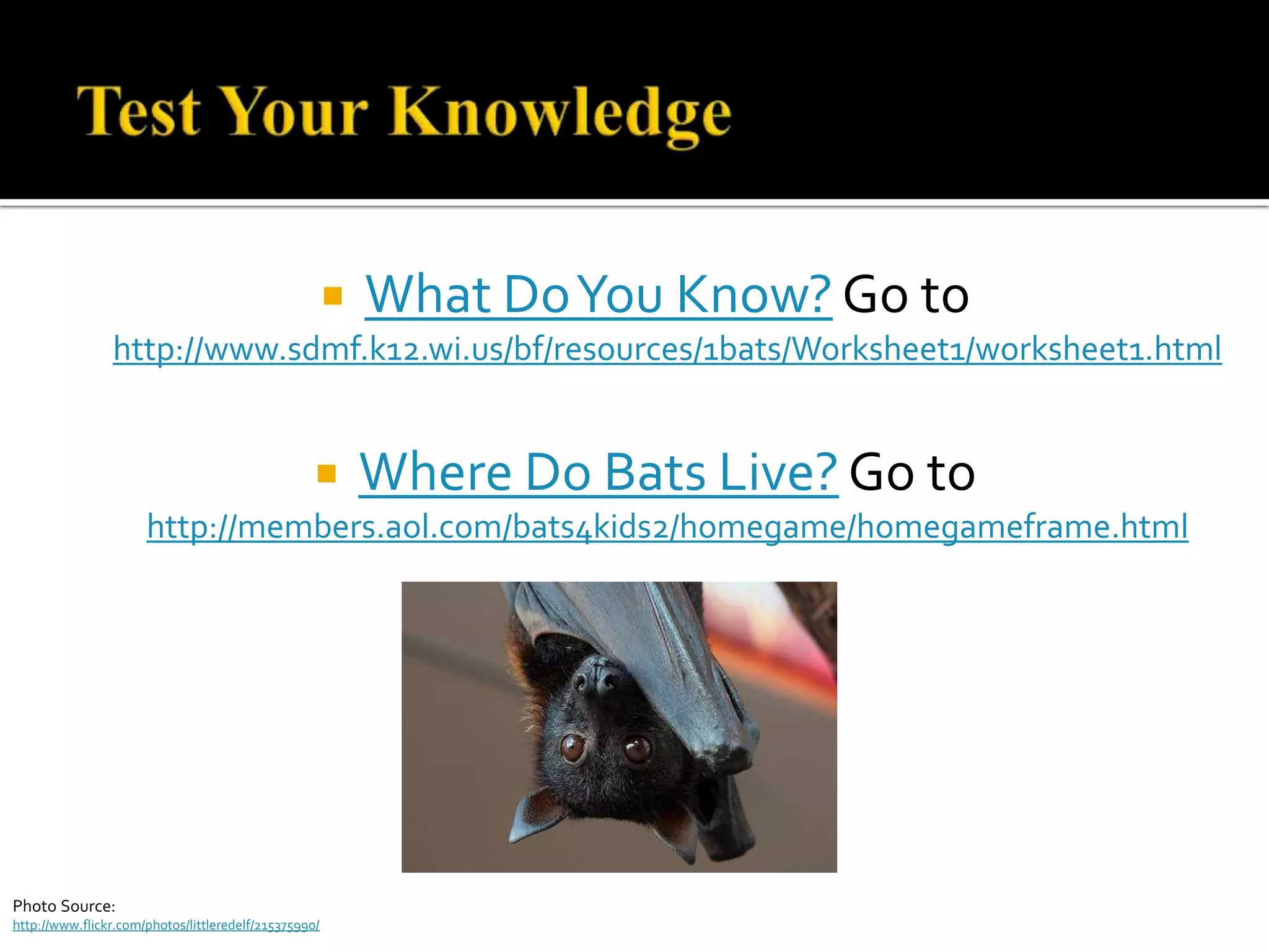Batty About Bats! | PPTX